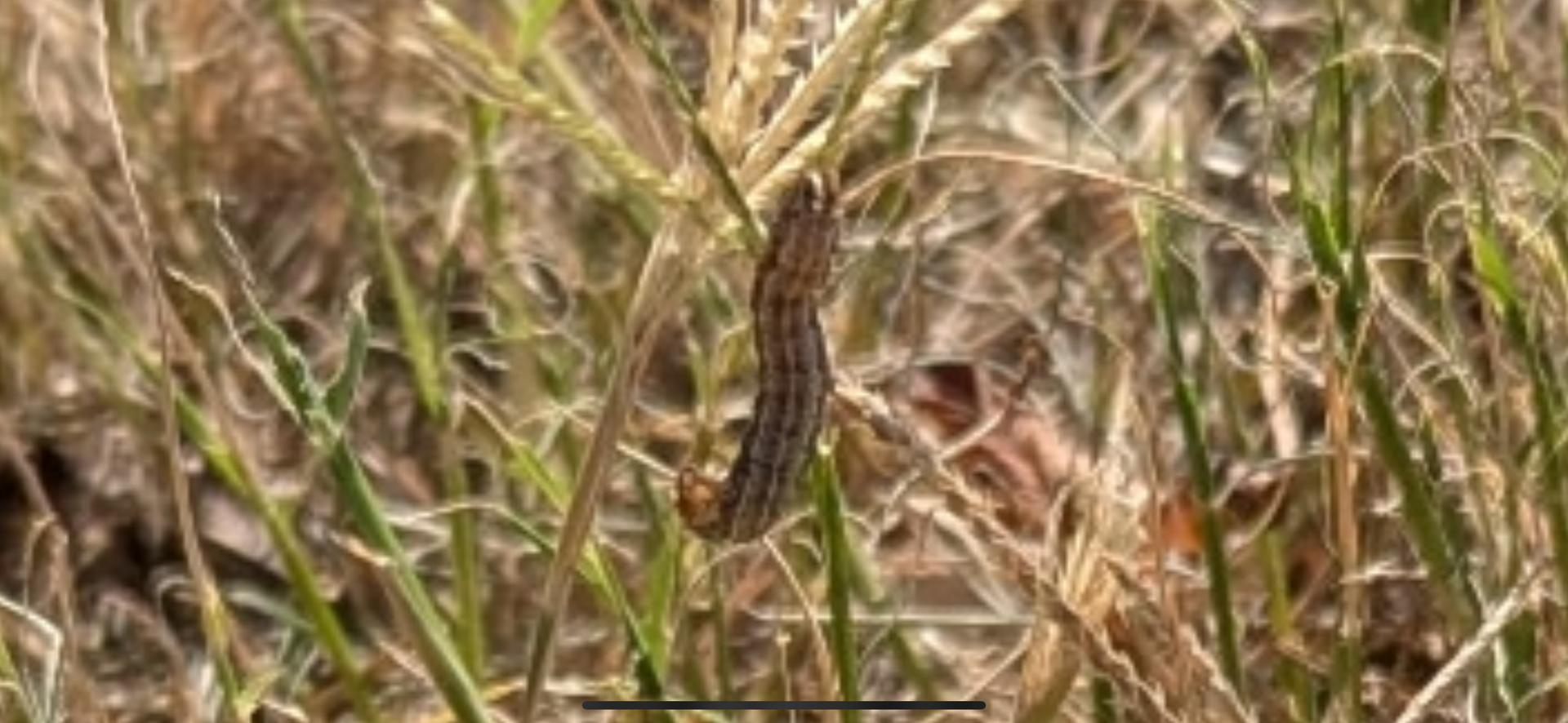ARMY WORMS